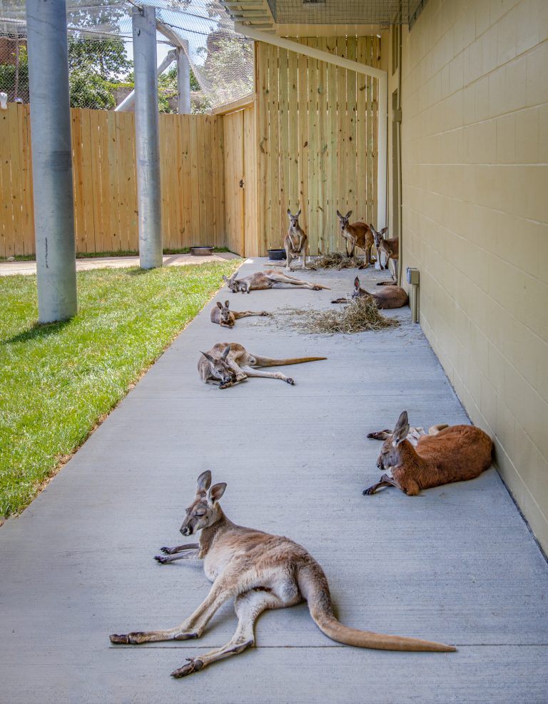 Indianapolis Zoo | Kangaroo Crossing | Powers & Sons Construction