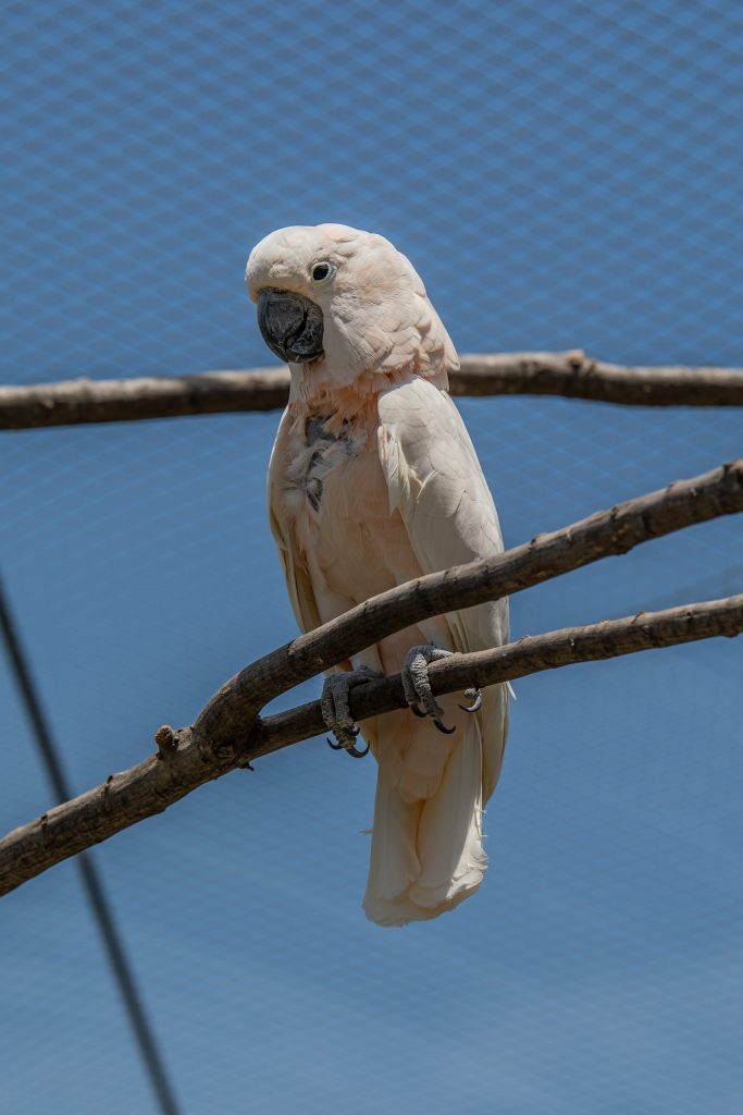 Indianapolis Zoo | Kangaroo Crossing | Powers & Sons Construction