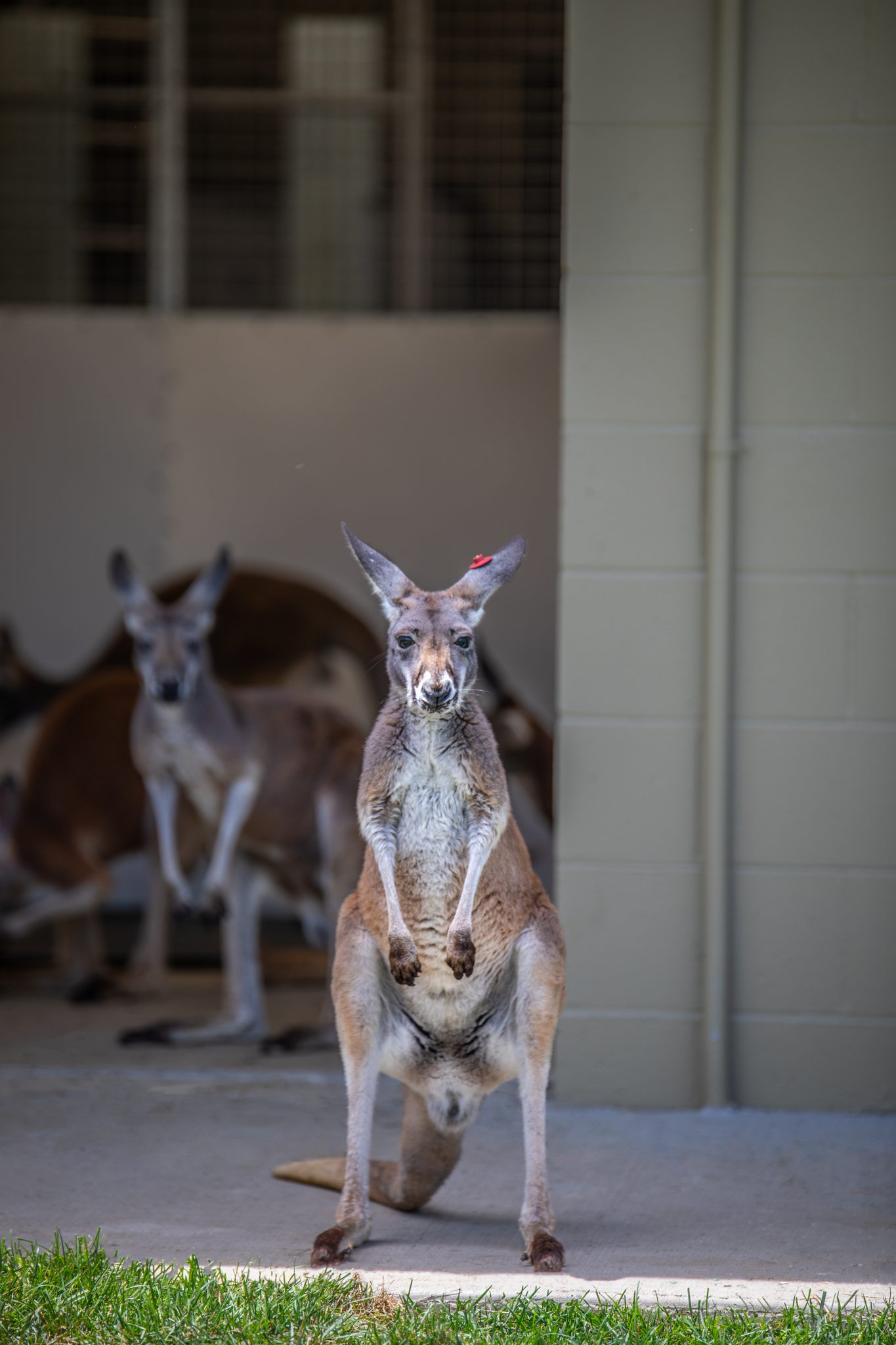 Indianapolis Zoo | Kangaroo Crossing | Powers & Sons Construction