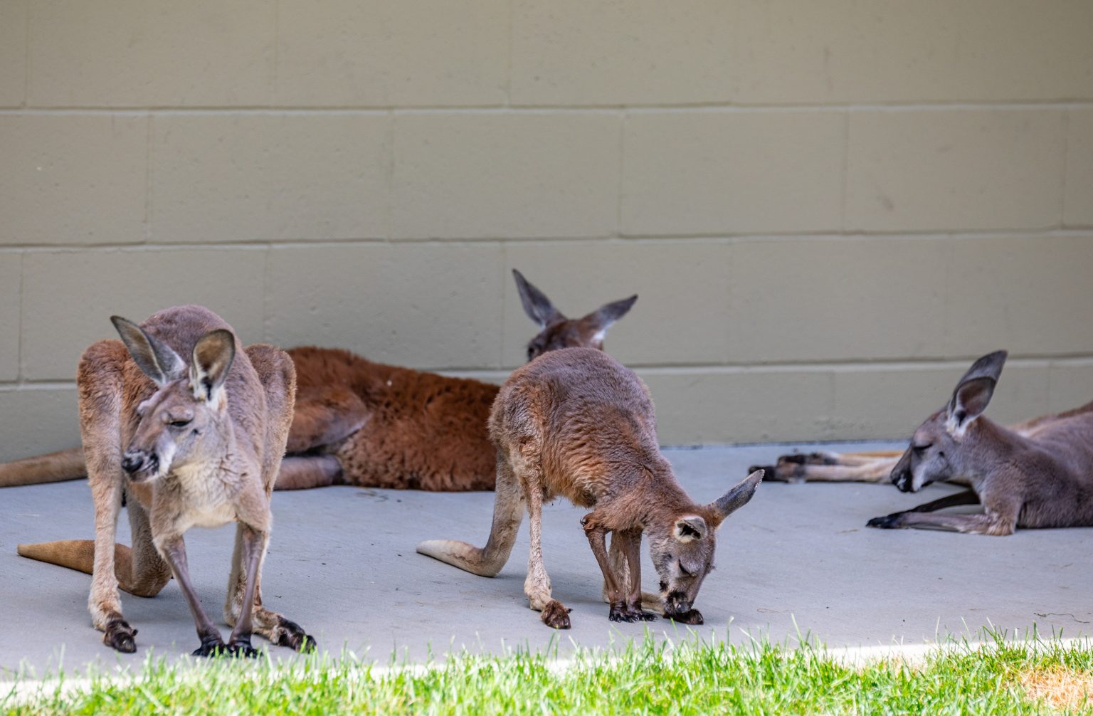 Indianapolis Zoo | Kangaroo Crossing | Powers & Sons Construction