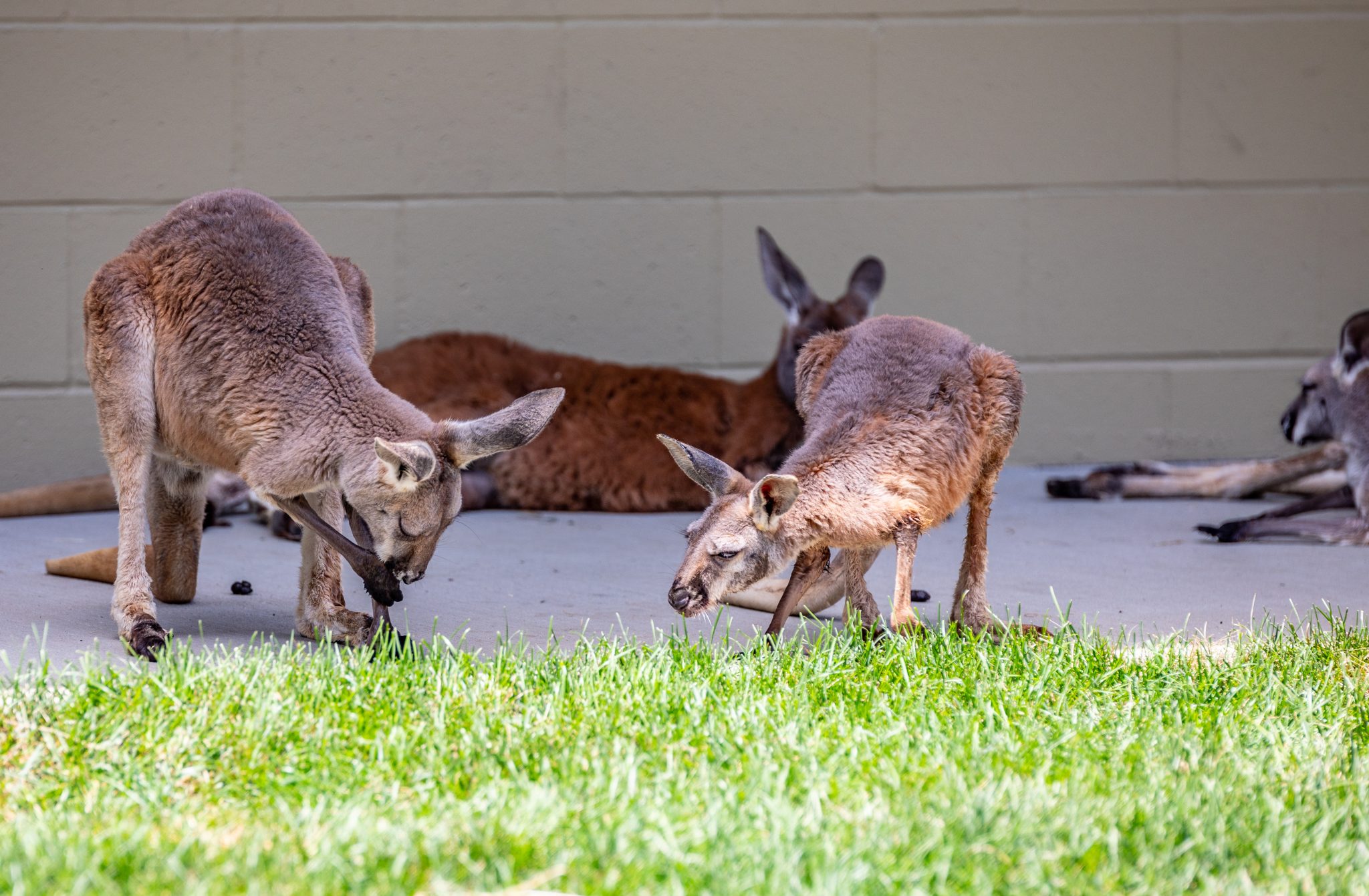Indianapolis Zoo | Kangaroo Crossing | Powers & Sons Construction